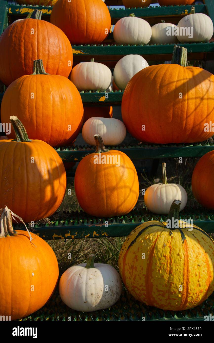 Pumpkins, gourds and squash Stock Photo - Alamy