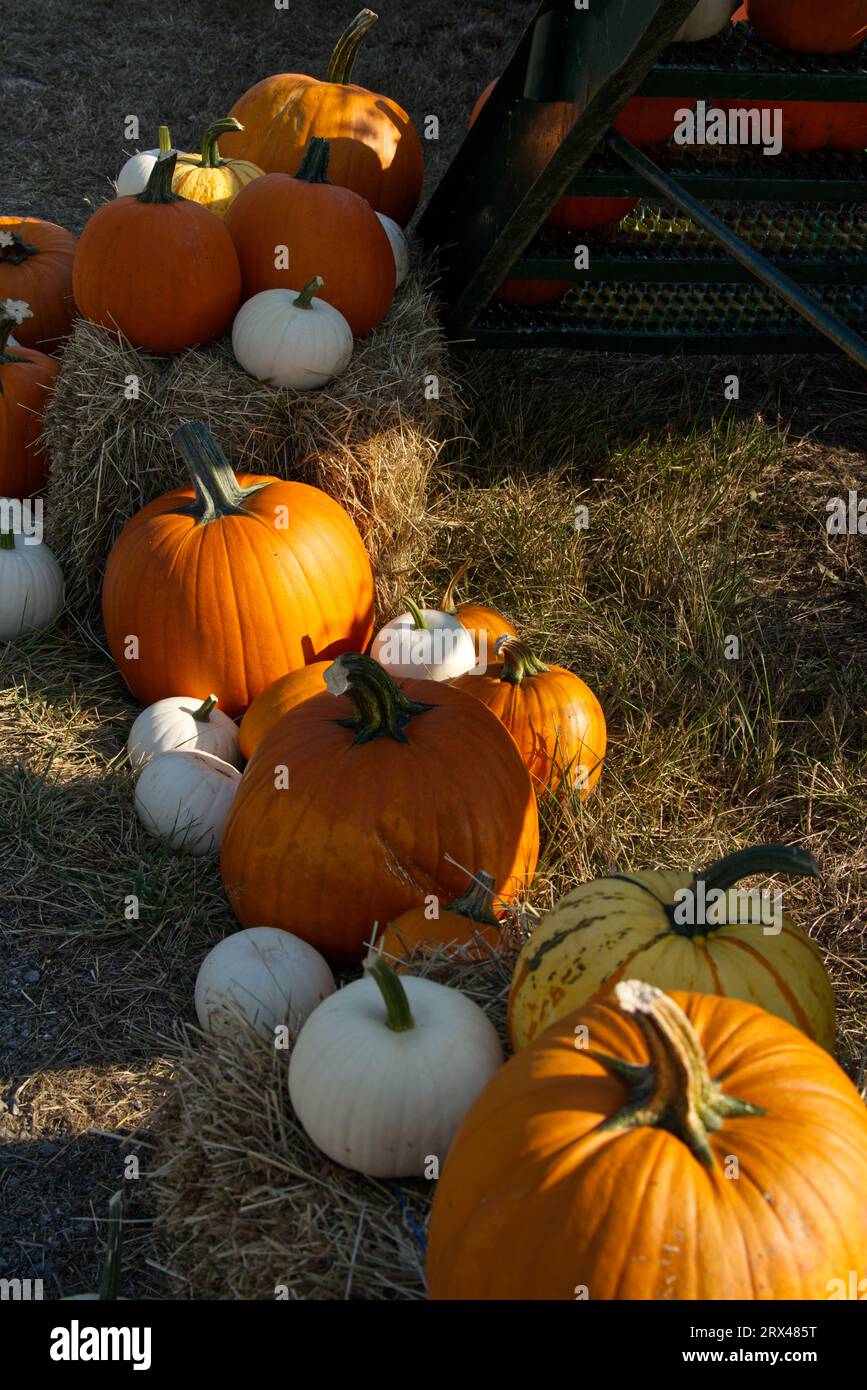 Pumpkins, gourds and squash Stock Photo - Alamy