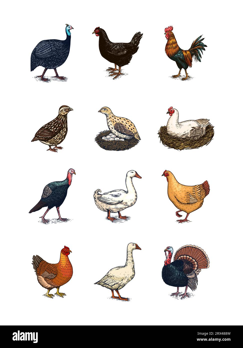 Domestic Chicken bird. Turkey, guinea fowl, goose, duck, quail. Hand drawn. Engraved Farm animal ...
