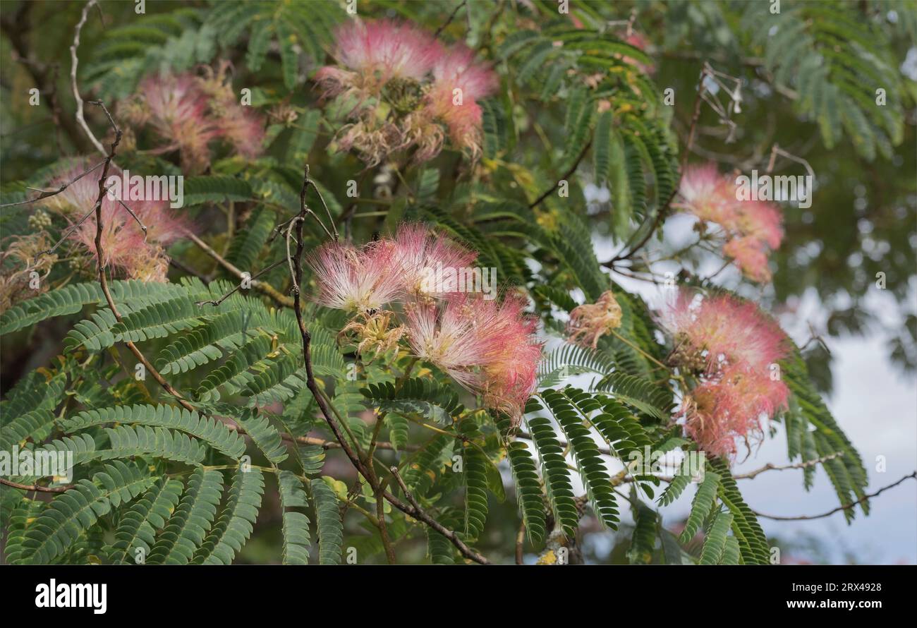 Beautiful sunshine on flowers hi-res stock photography and images - Alamy