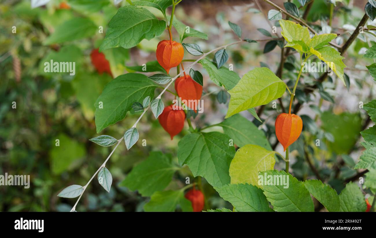 Cape gooseberry turning orange in the autumn hanging on the bush Stock ...