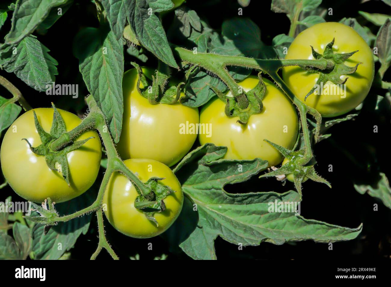 Close up five tomatoes on hi-res stock photography and images - Alamy