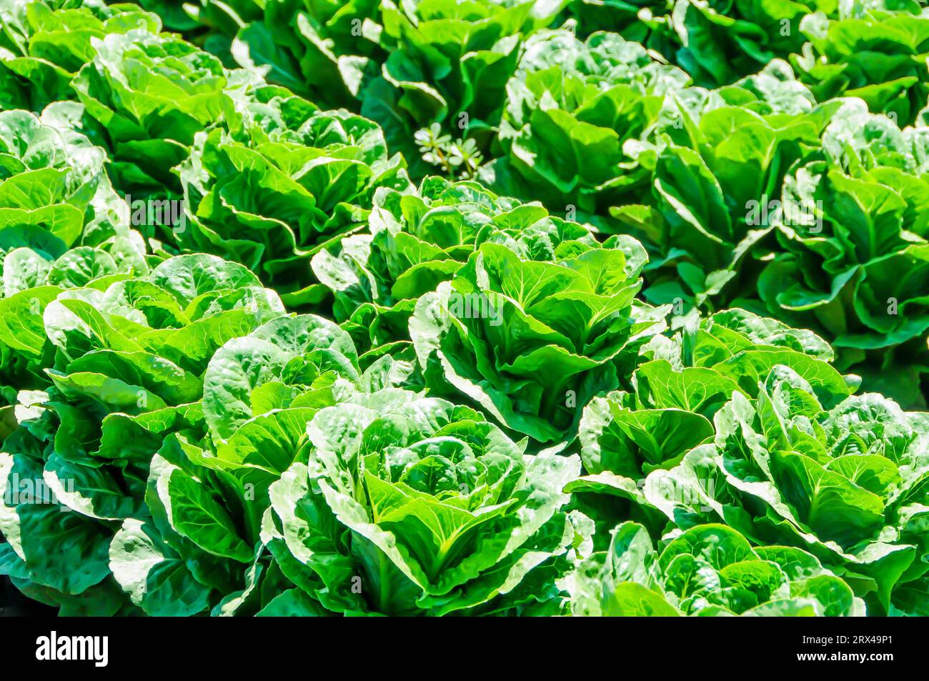 Lettuce field california hi-res stock photography and images - Alamy