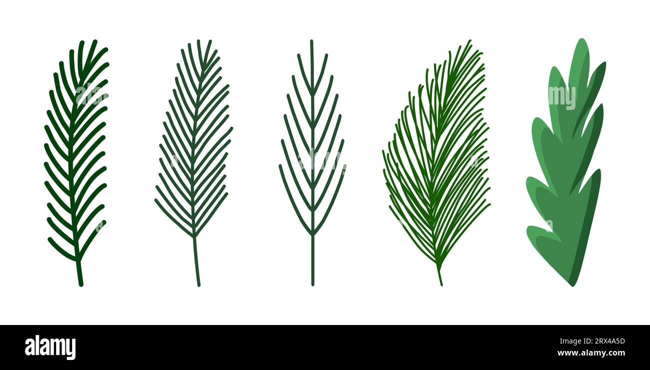 Set of simple pine or fir branches, winter holidays design element ...