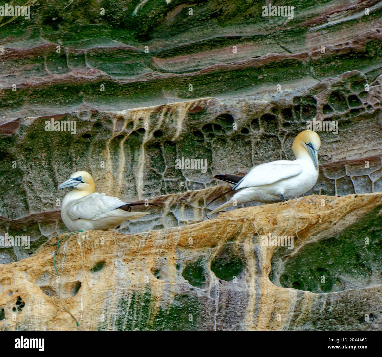 Gannets are large white birds with yellowish heads, black-tipped wings ...