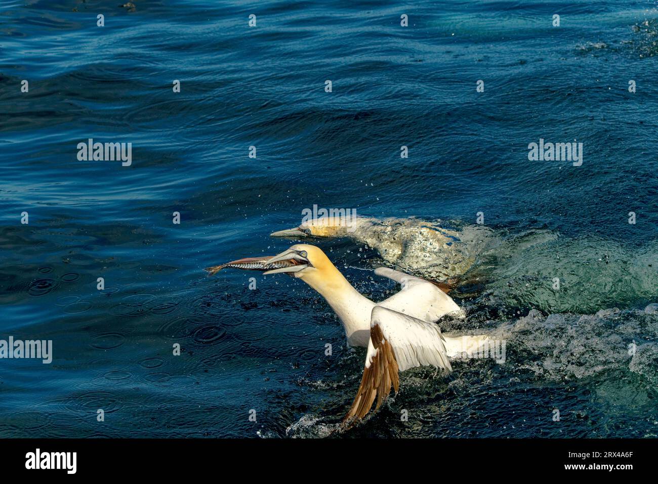 Gannets are large white birds with yellowish heads, black-tipped wings ...
