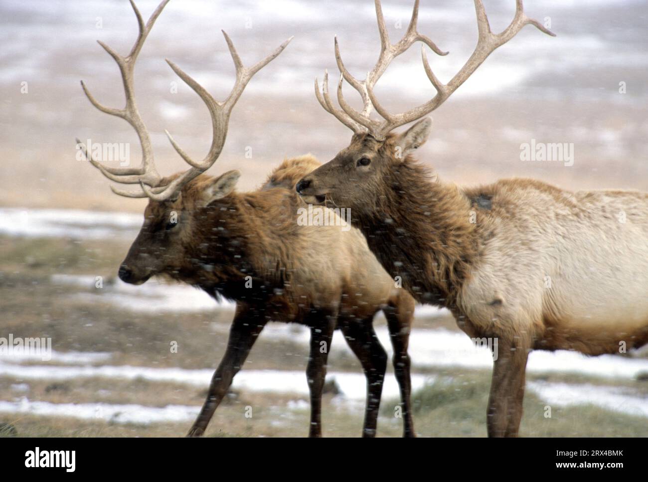 Pair of bull elk, Niobrara National Wildlife Refuge, Nebraska Stock ...