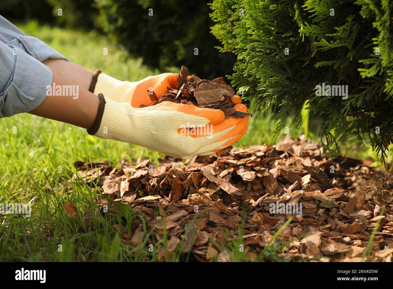 Woman mulching soil with bark chips in garden, closeup Stock Photo - Alamy