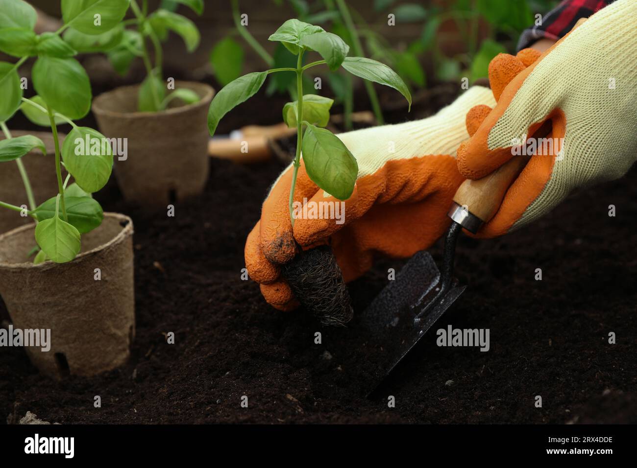 Woman planting summer container hi-res stock photography and images - Alamy