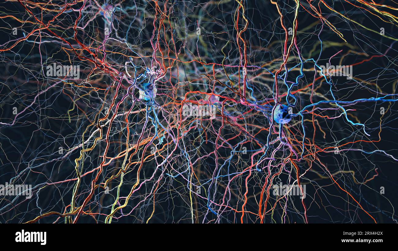 Neuronal network, conceptual illustration Stock Photo - Alamy Neuronal network, conceptual illustration Stock Photo - Alamy