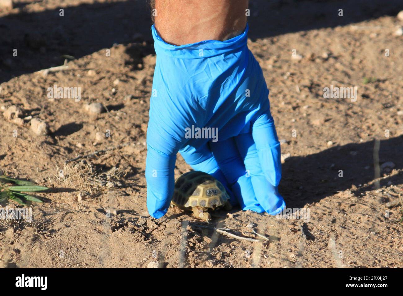 Mike Phillips, director of the Turner Endangered Species Fund releases ...