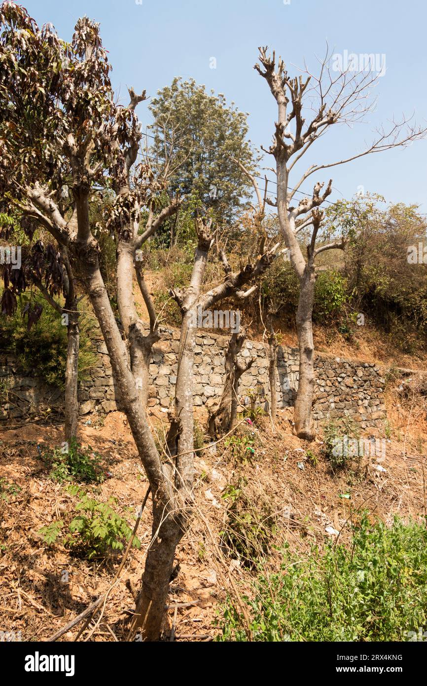 The branches of a tree without any leaves in the summer Stock Photo - Alamy
