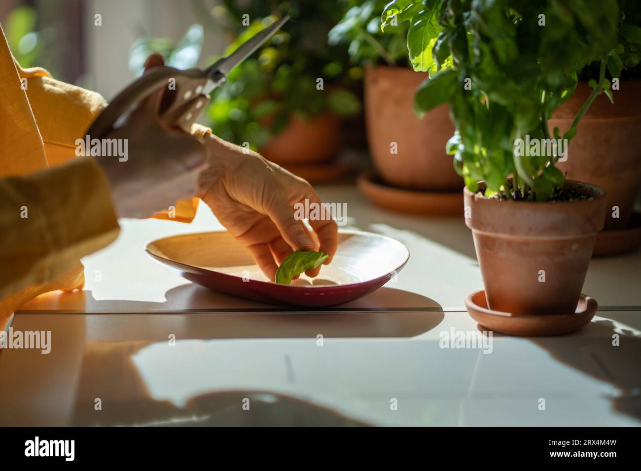 Woman hands holding scissors, leaves of basil. Cultivation homegrown ...