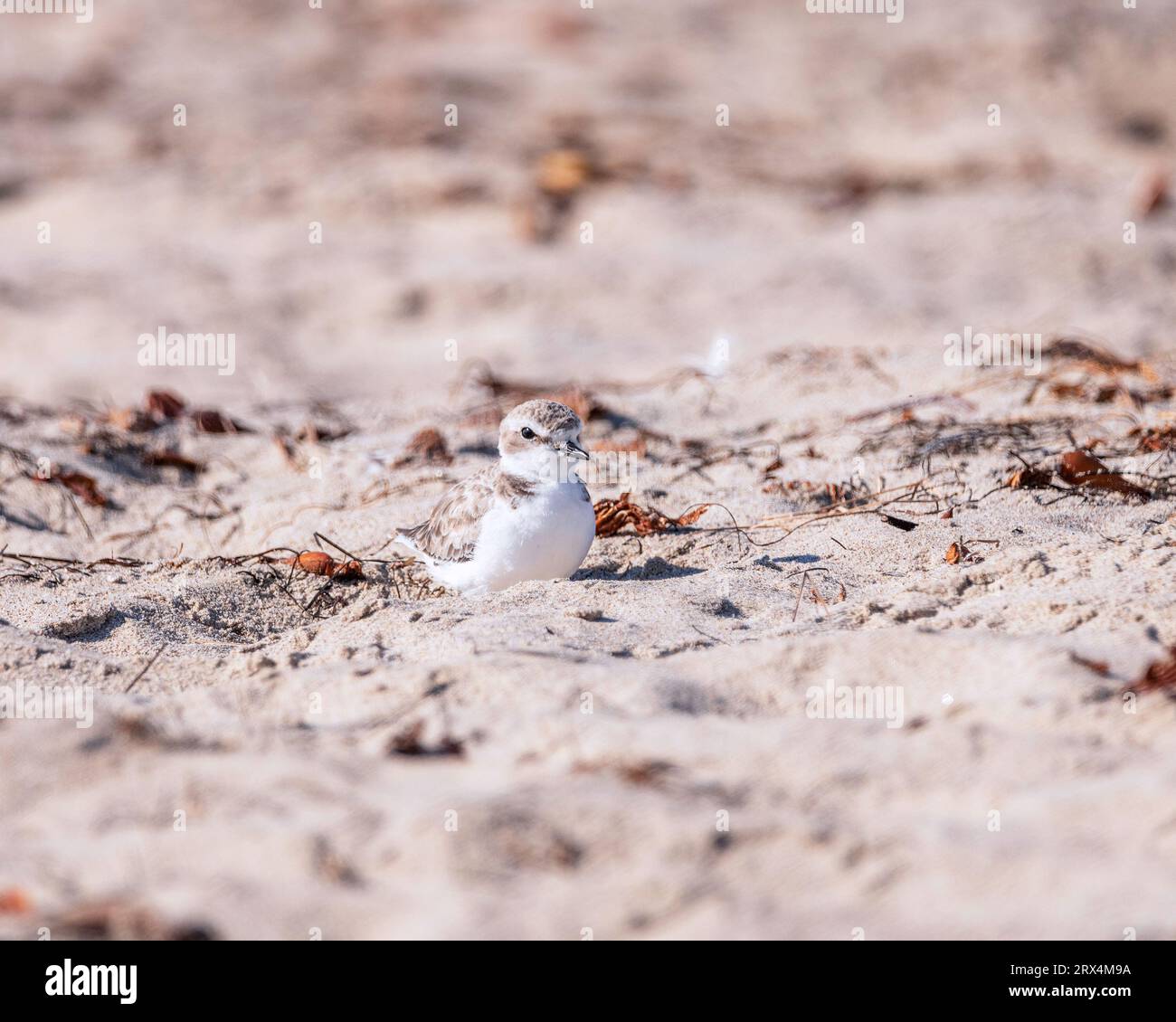 Western Snowy Plover (Charadrius alexandrines nivosus) sit on the beach ...