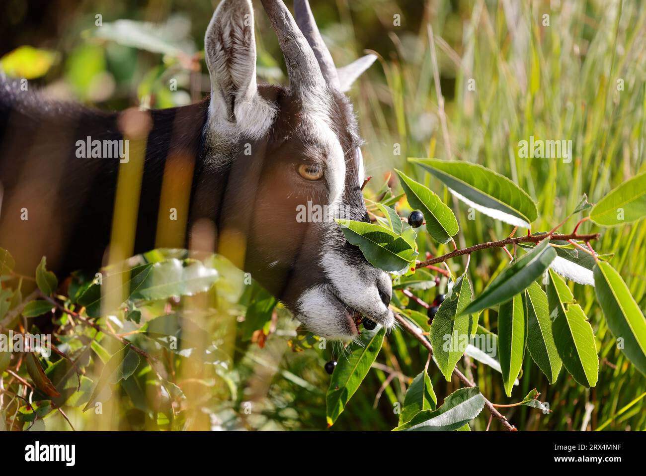 The weeping sheep hi-res stock photography and images - Alamy