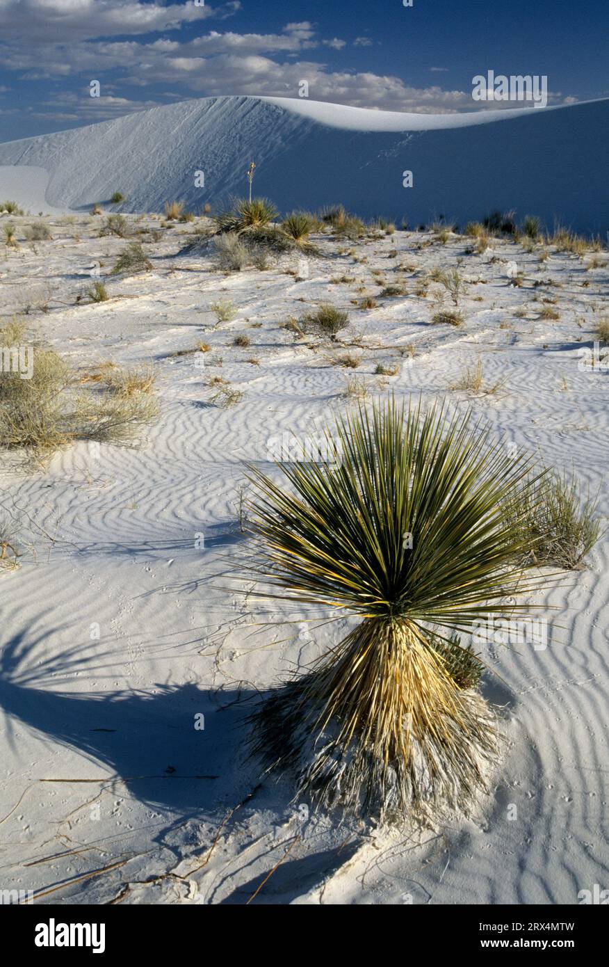Yucca on dune at backcountry camp loop, White Sands National Monument ...