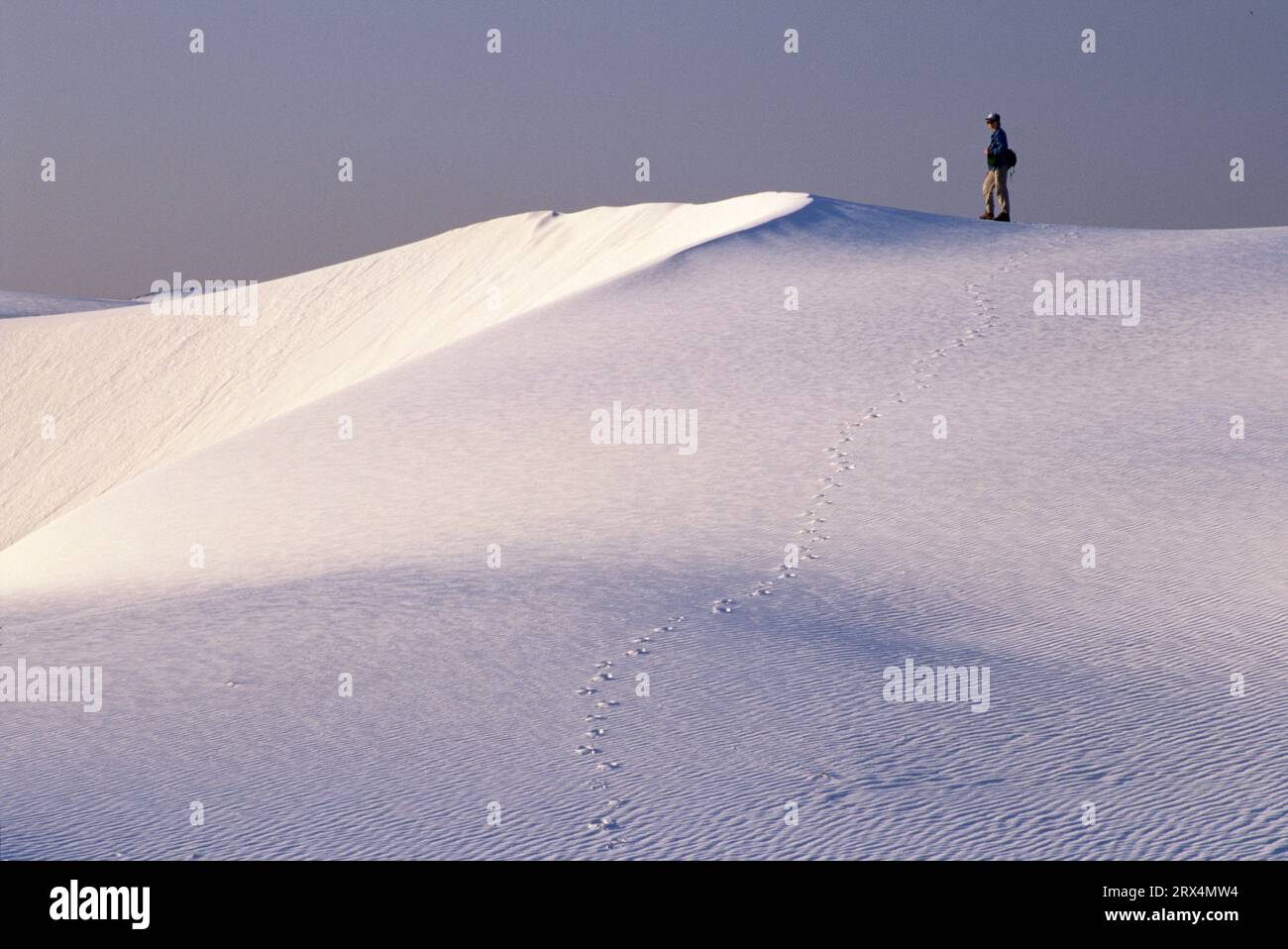 Yucca on gypsum dune at backcountry camp loop, White Sands National ...