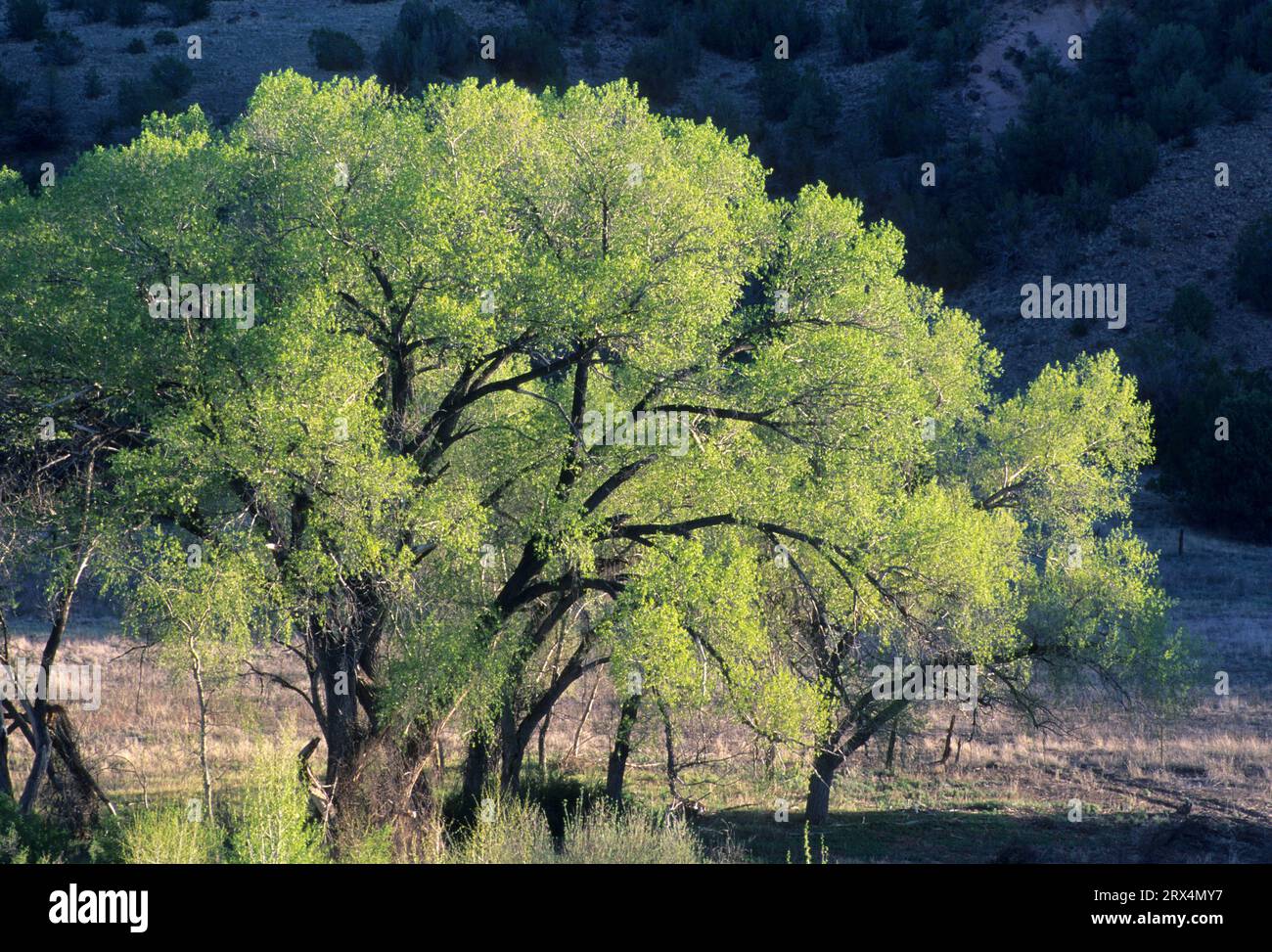 Middle fork gila river hi-res stock photography and images - Alamy
