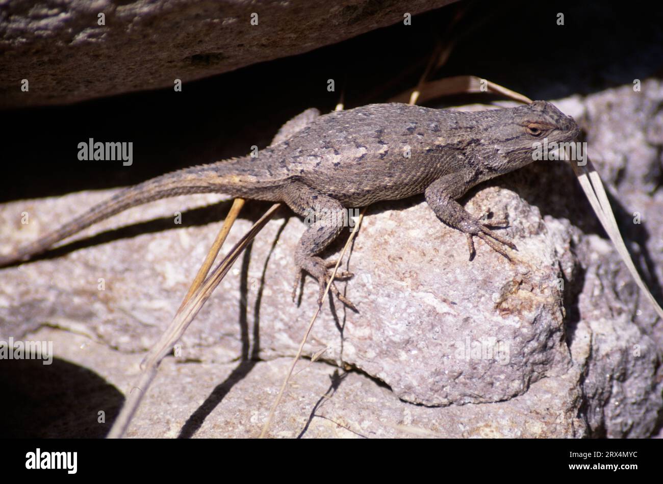 Lizard in West Fork Gila River Canyon, Gila Wilderness, Gila National ...