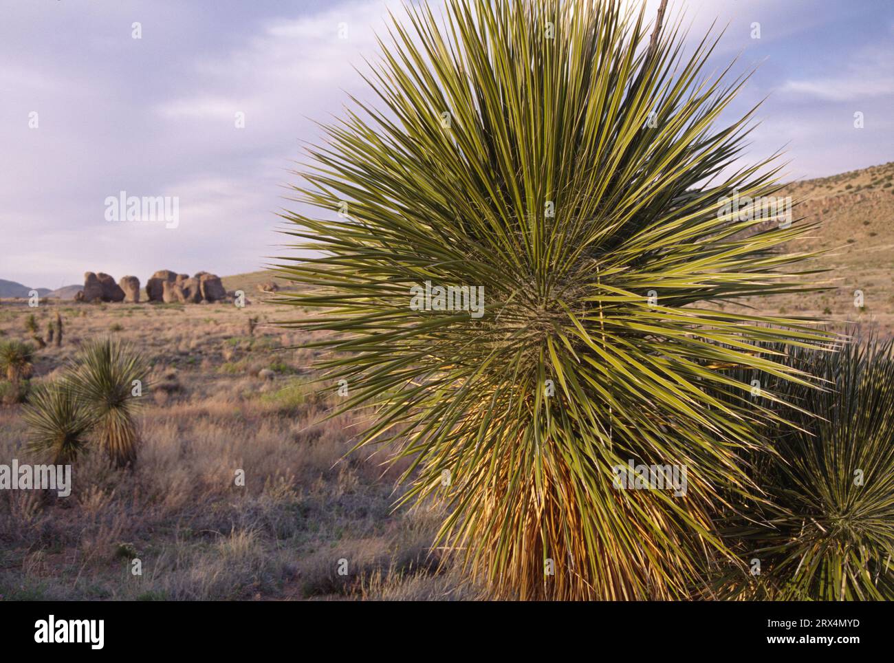 City of rocks state park yucca hi-res stock photography and images - Alamy