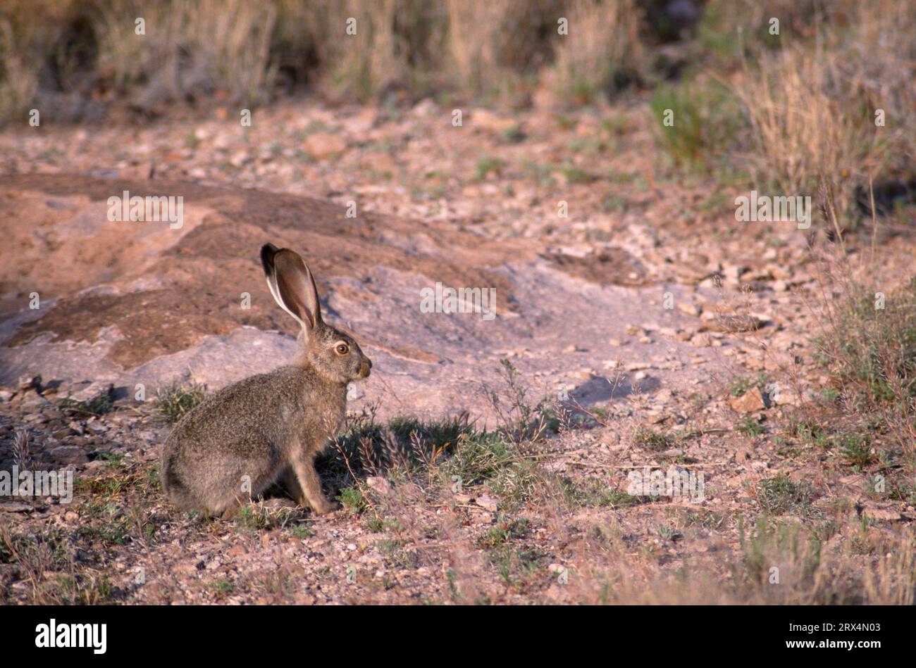 Desert city mexico hi-res stock photography and images - Alamy