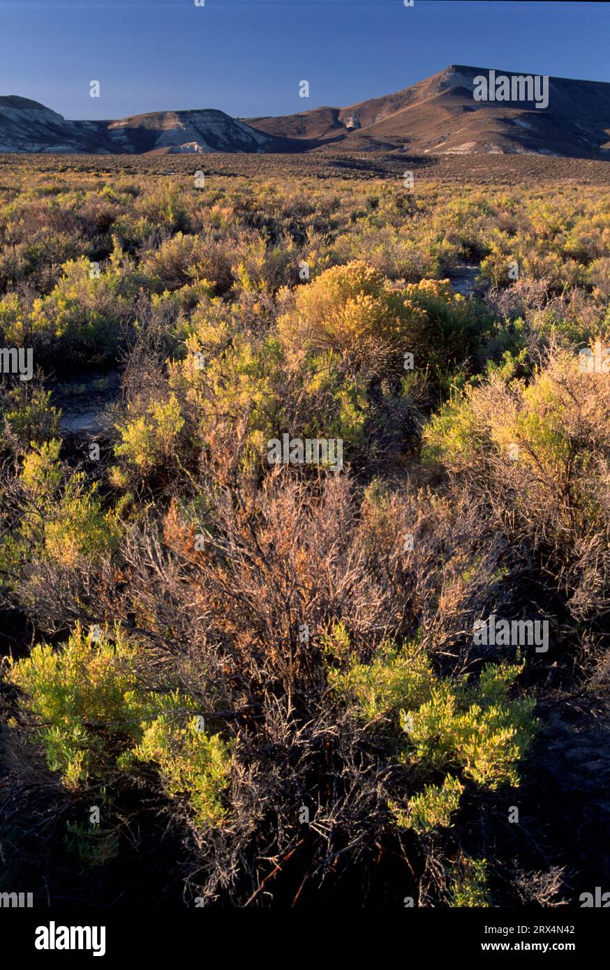 Brush flat off NV140, Sheldon National Wildlife Refuge, Nevada Stock ...