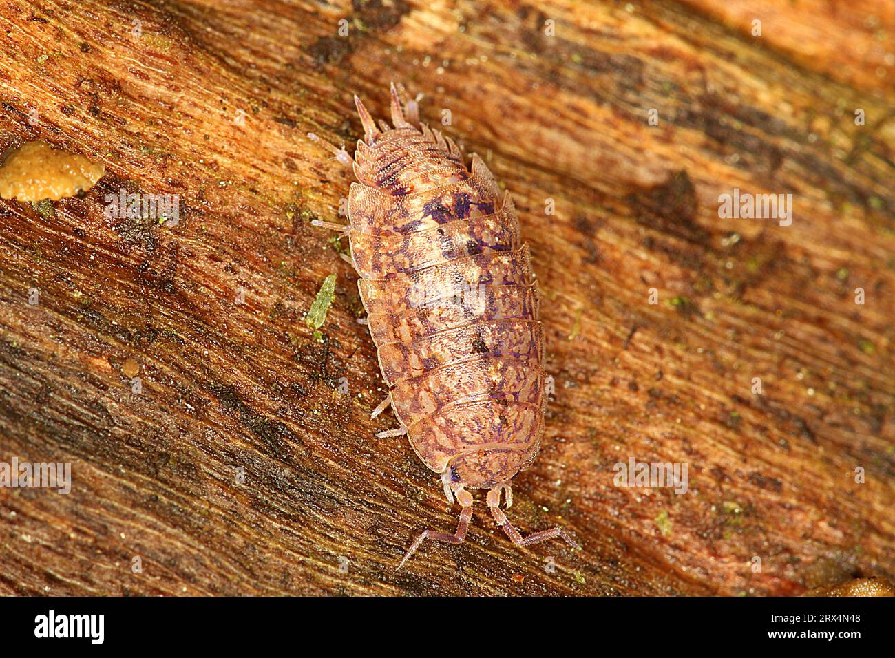 Porcellio scaber wood hi-res stock photography and images - Alamy