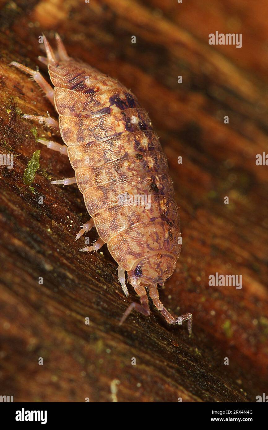 Porcellio scaber wood hi-res stock photography and images - Alamy