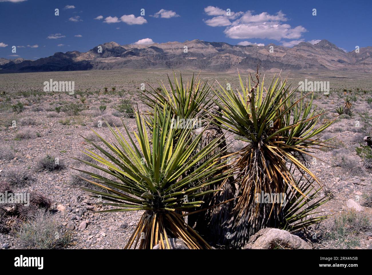 Desert yucca wildlife hi-res stock photography and images - Alamy
