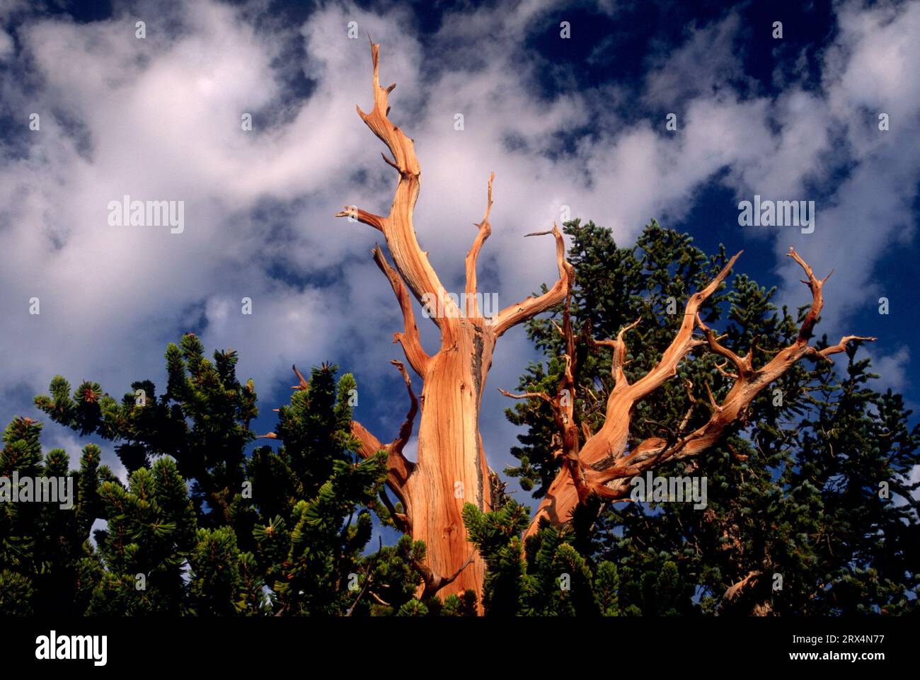 Great basin bristlecone pine pinus longaeva hi-res stock photography ...