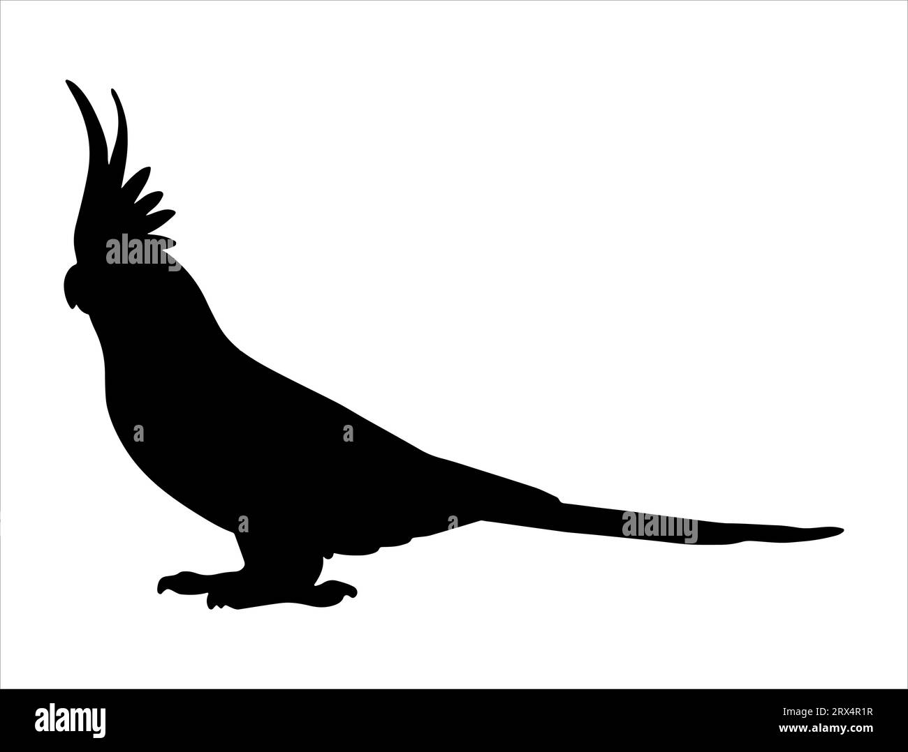Cockatiel Silhouette Vector Art White Background Stock Vector Image