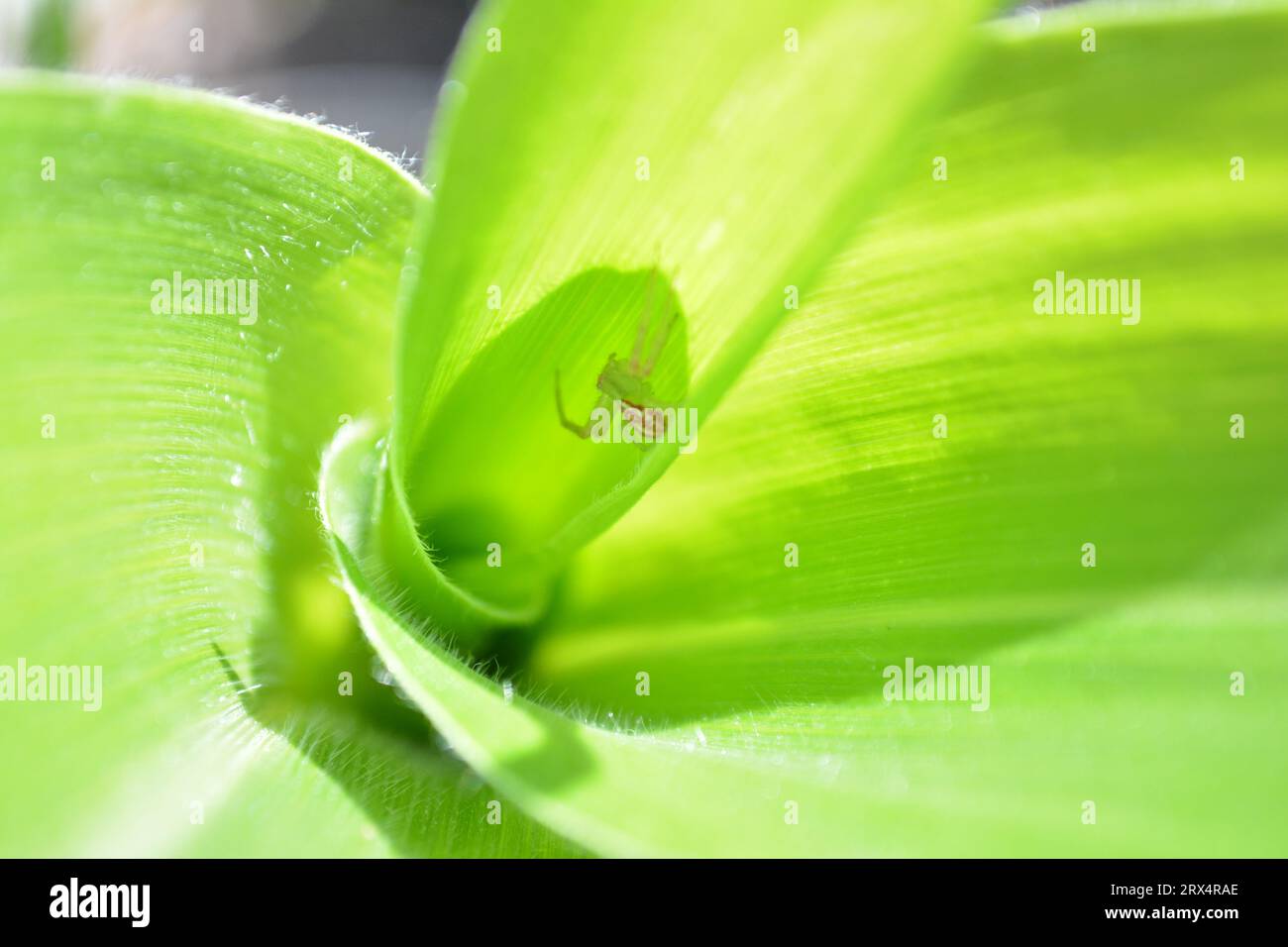 Cunningly concealed within the corn plant, a tiny green spider ...