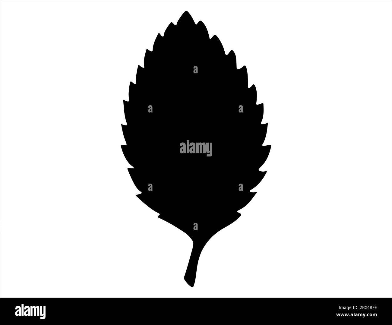 Elm leaf silhouette vector art white background Stock Vector Image ...