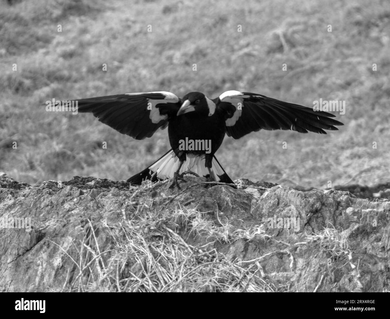 Australian Magpie standing on some rocks wth wings outstretched spring ...