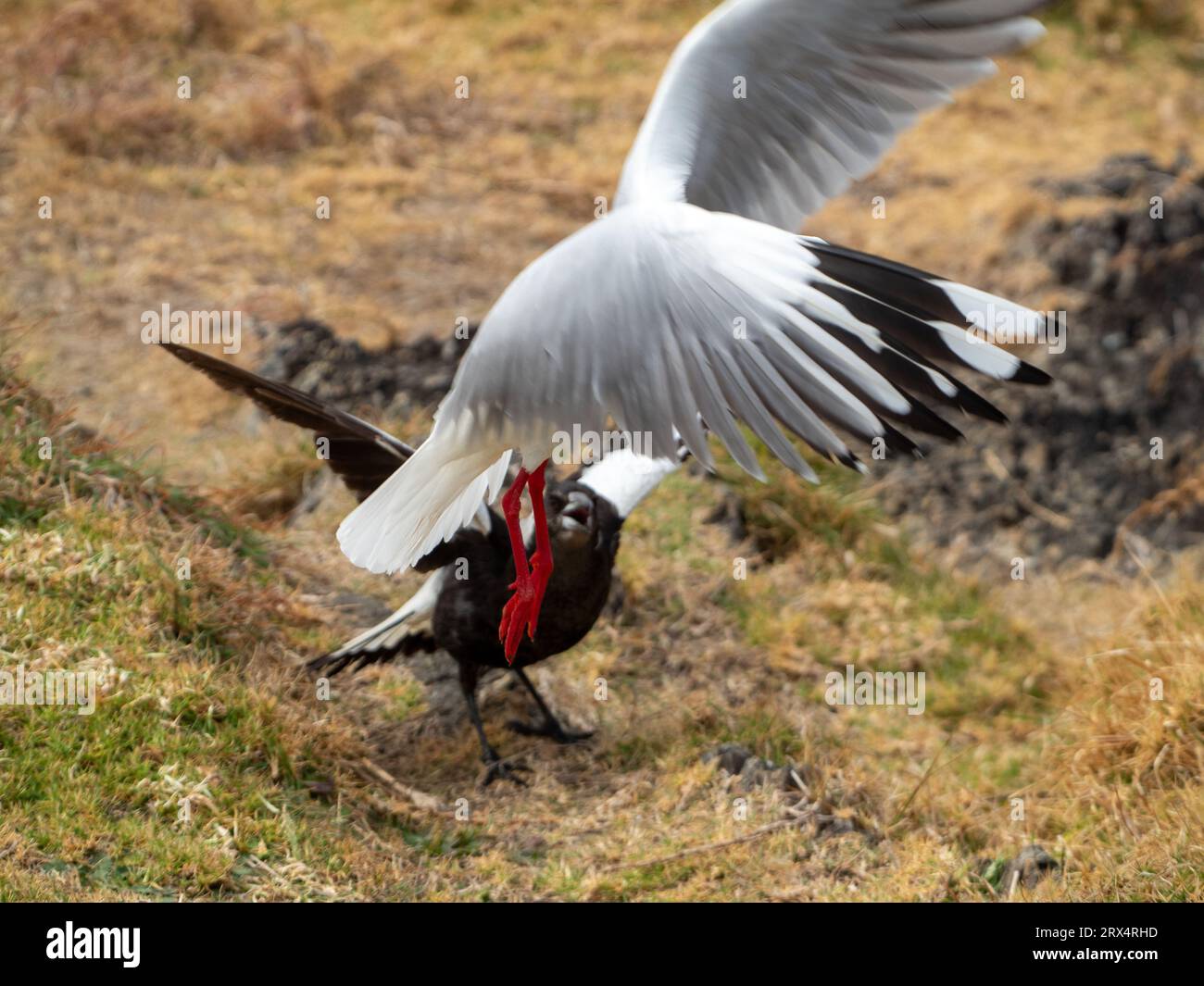 Dominant Australian magpies attacking a seagull for territory and food ...