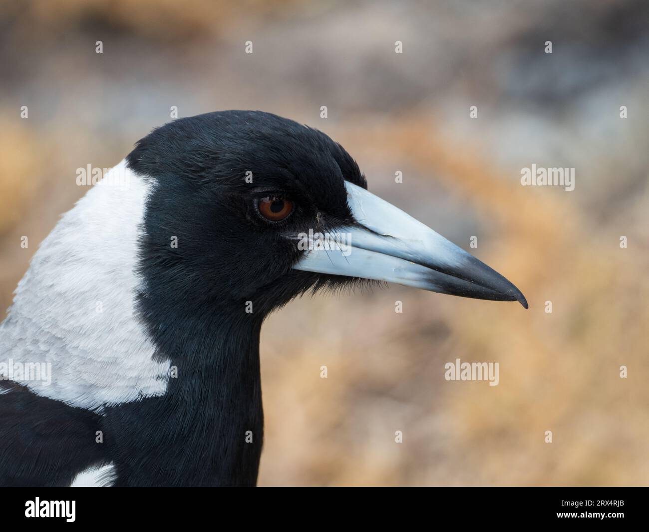 Australian Magpie closeup, headshot Stock Photo - Alamy