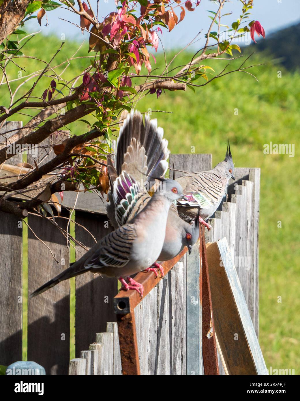 Crested Pigeons on a fence, one with tail feathers fanned out in a ...