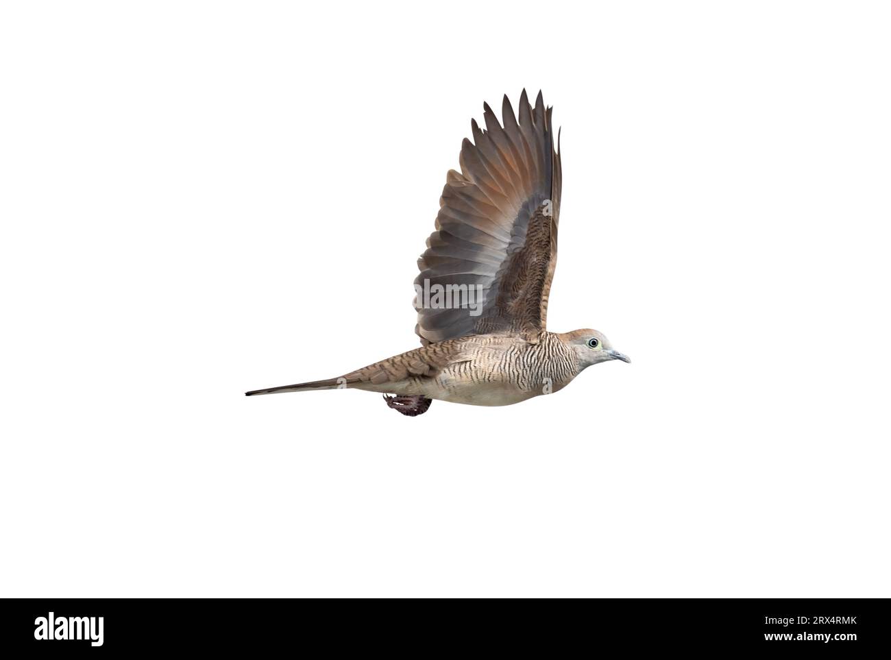 The movement scene of the Zebra dove flying in the air is isolated on a ...