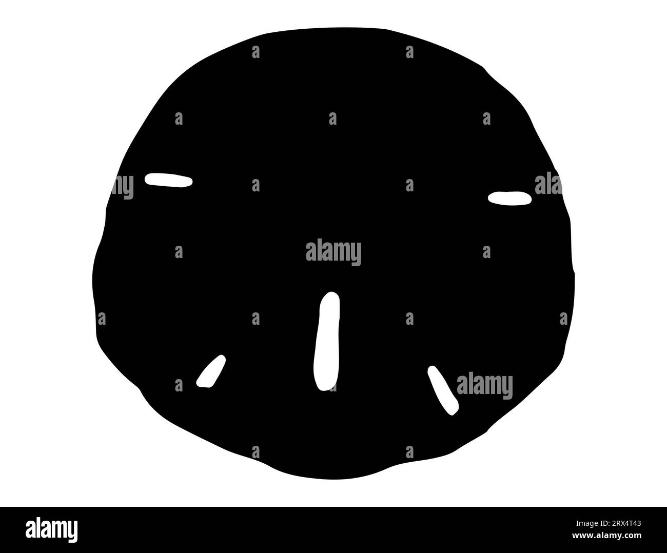 Sand dollar silhouette vector art white background Stock Vector Image ...