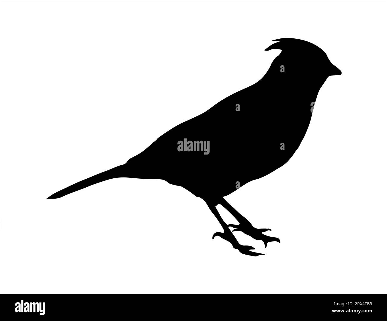 Woodpecker Silhouette Vector Art White Background Stock Vector Image