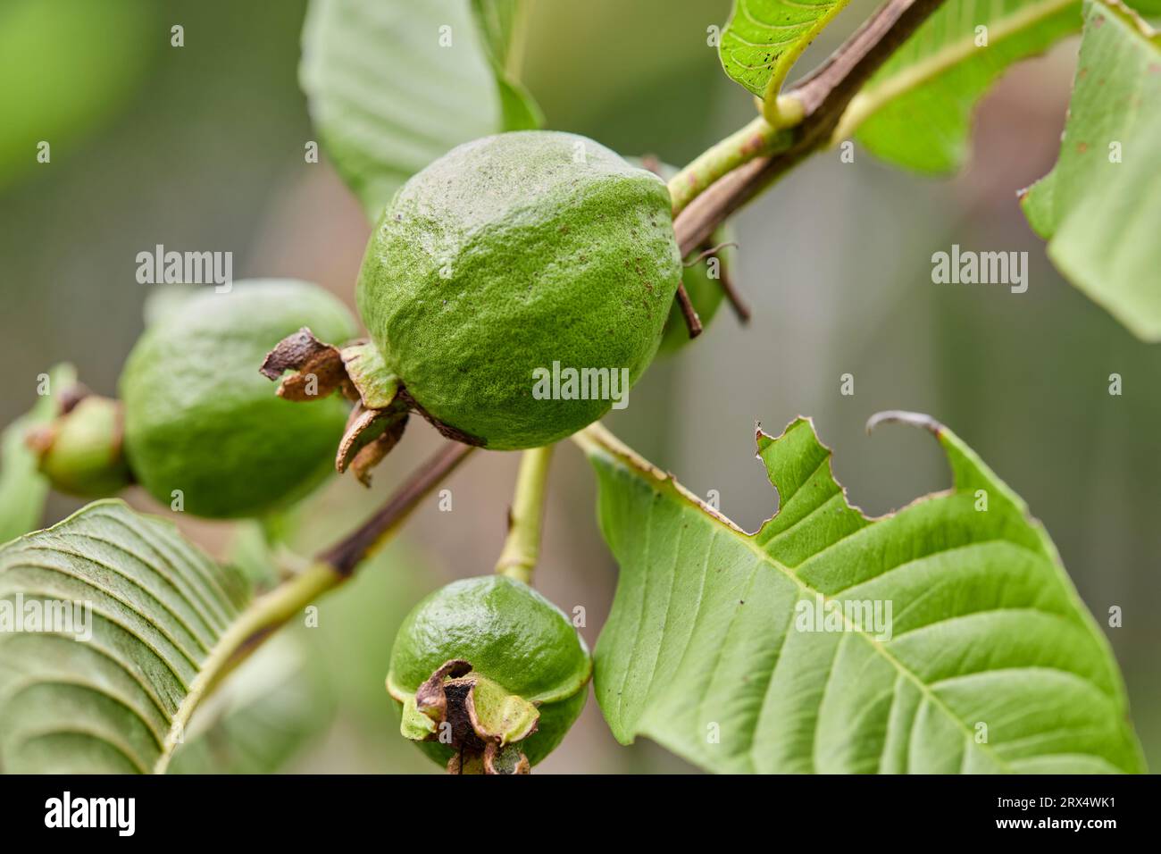 Guava fruit plant hi-res stock photography and images - Alamy