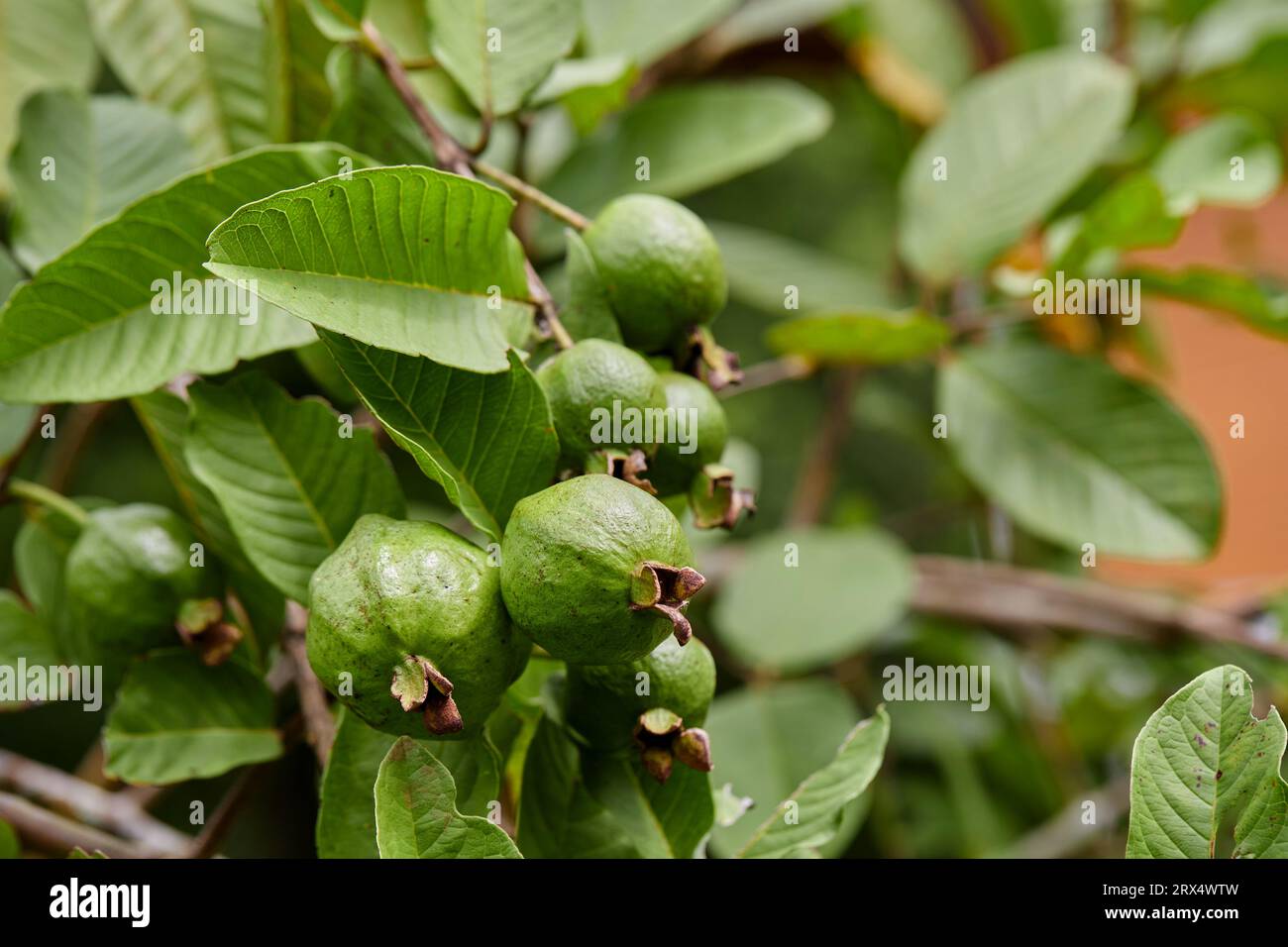 Guava orchard hi-res stock photography and images - Alamy