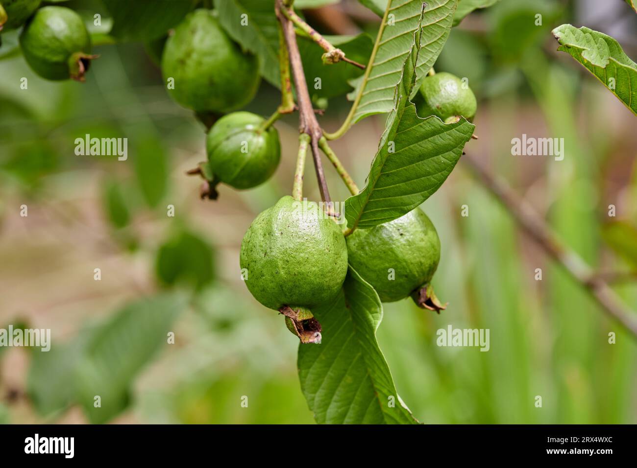 Fresh guava fruit on tree branch Stock Photo - Alamy