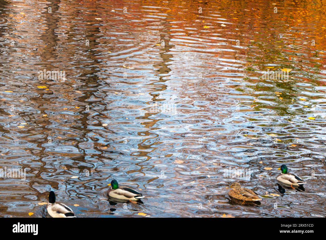 mallard ducks on a water in dark pond with floating autumn or fall ...