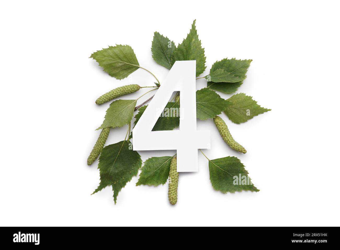 Green leaves with paper number four on white background Stock Photo - Alamy