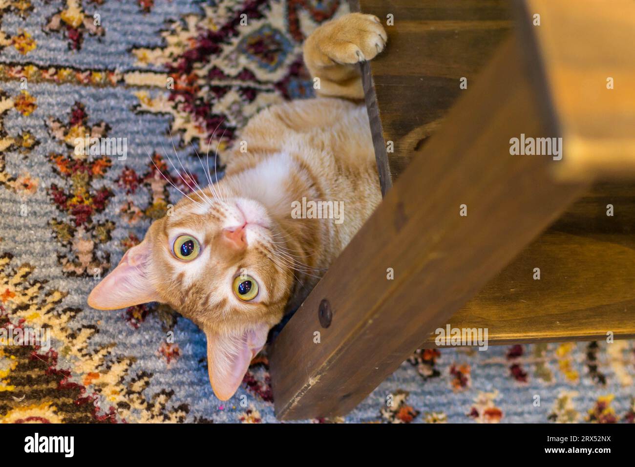Orange cat poking his head out from under a table Stock Photo - Alamy