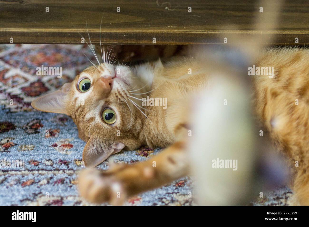 Orange cat poking his head out from under a table and swatting at a toy ...