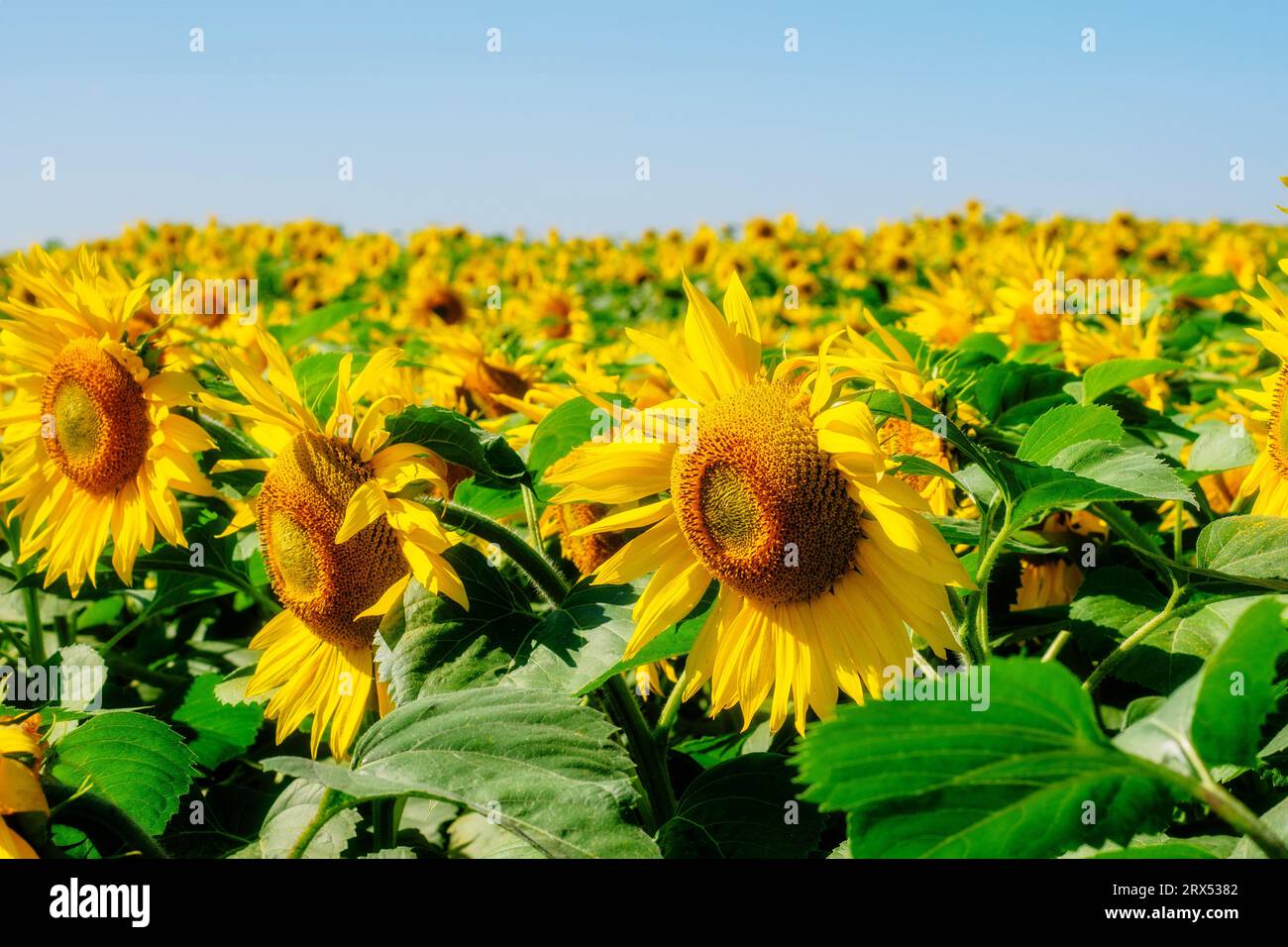 Sunflower field on summer day. Blue sky. Lots of sunflowers with yellow ...