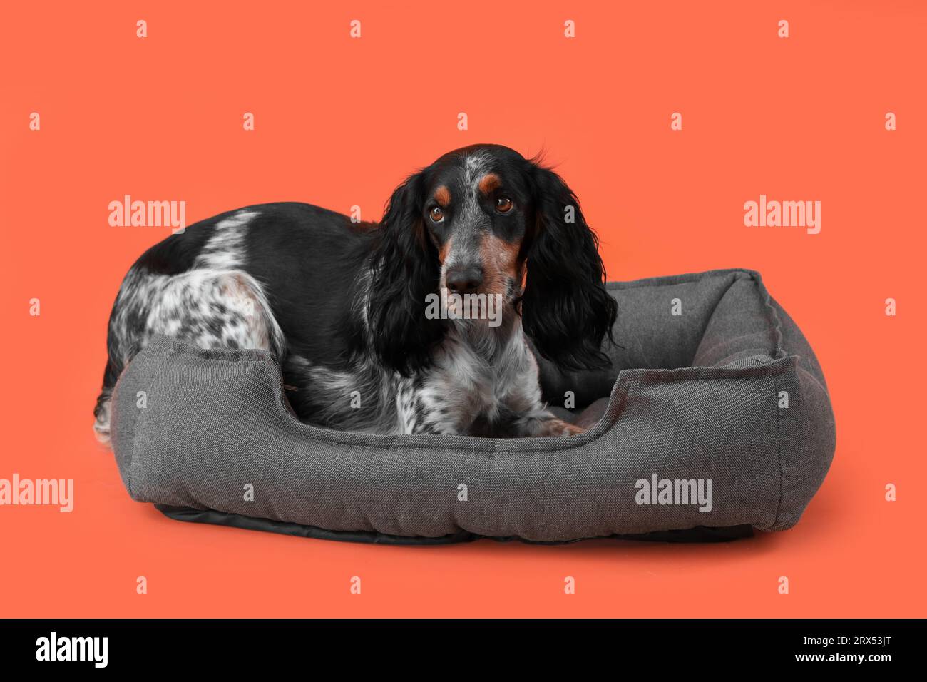 Cute cocker spaniel lying in pet bed on orange background Stock Photo ...