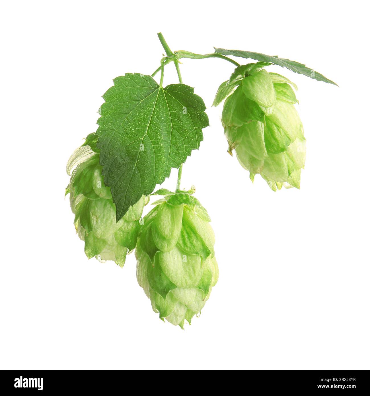 Fresh hops and leaves on white background Stock Photo - Alamy